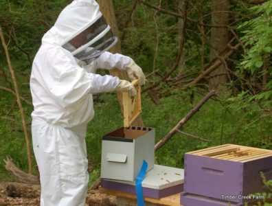 How to Start a Bee Farm - Backyard Beekeeping